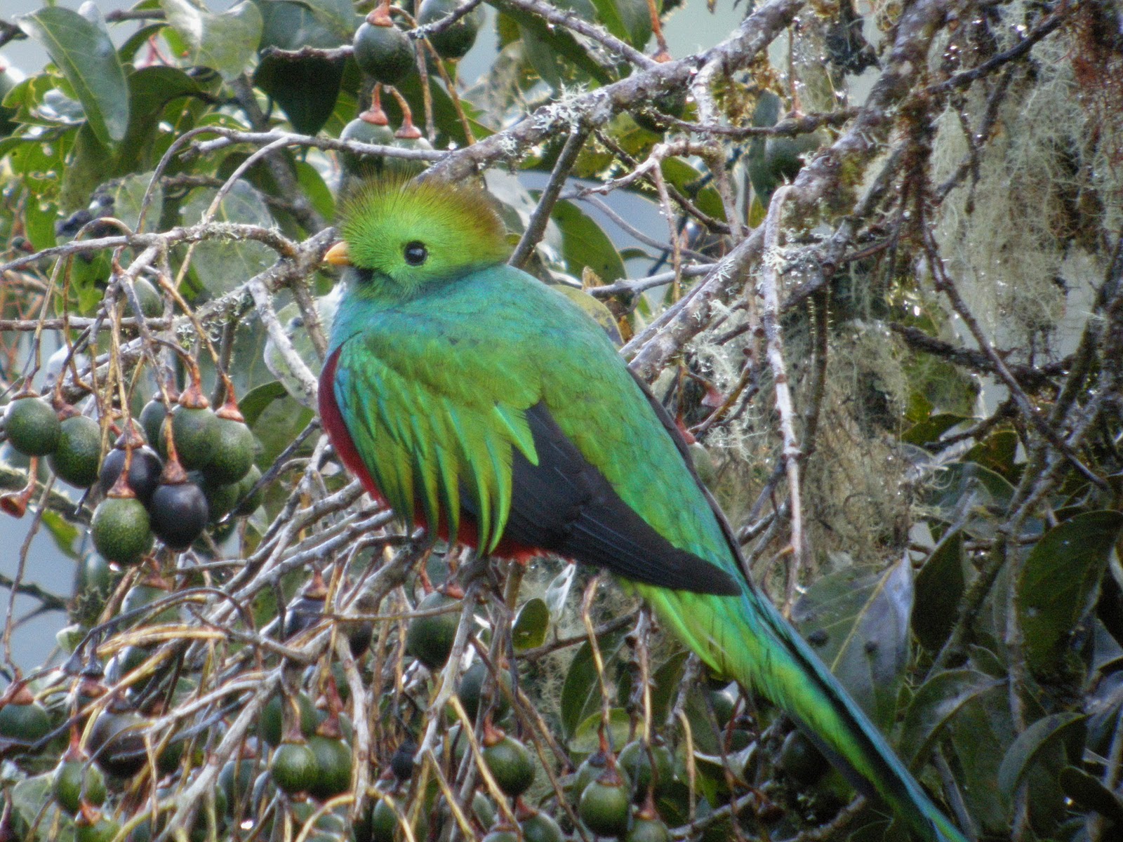 Quetzal