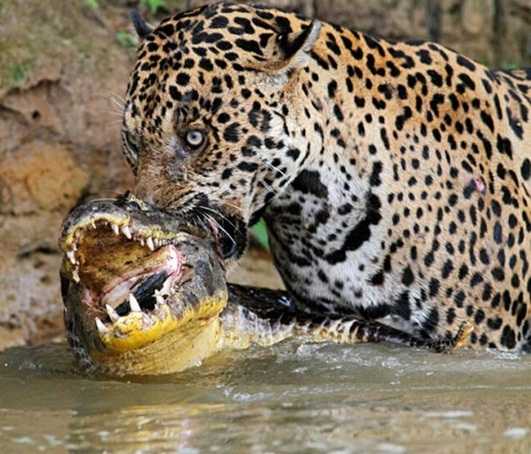 Cool Photo Pict: Animals eating other animals | Stunning animals ...