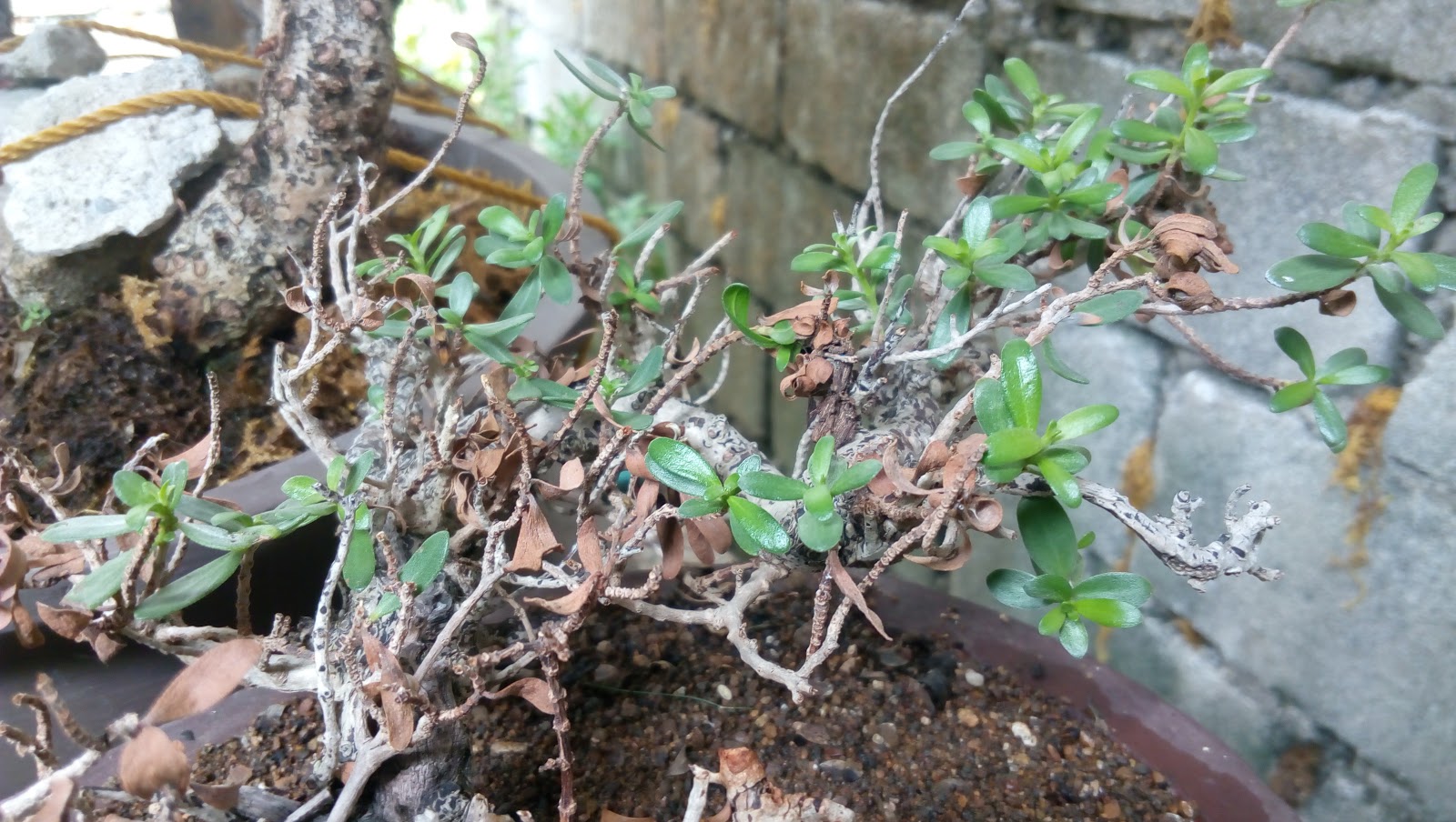 Bantigue aka Pemphis Acidula Growing - Pinoy Bonsai