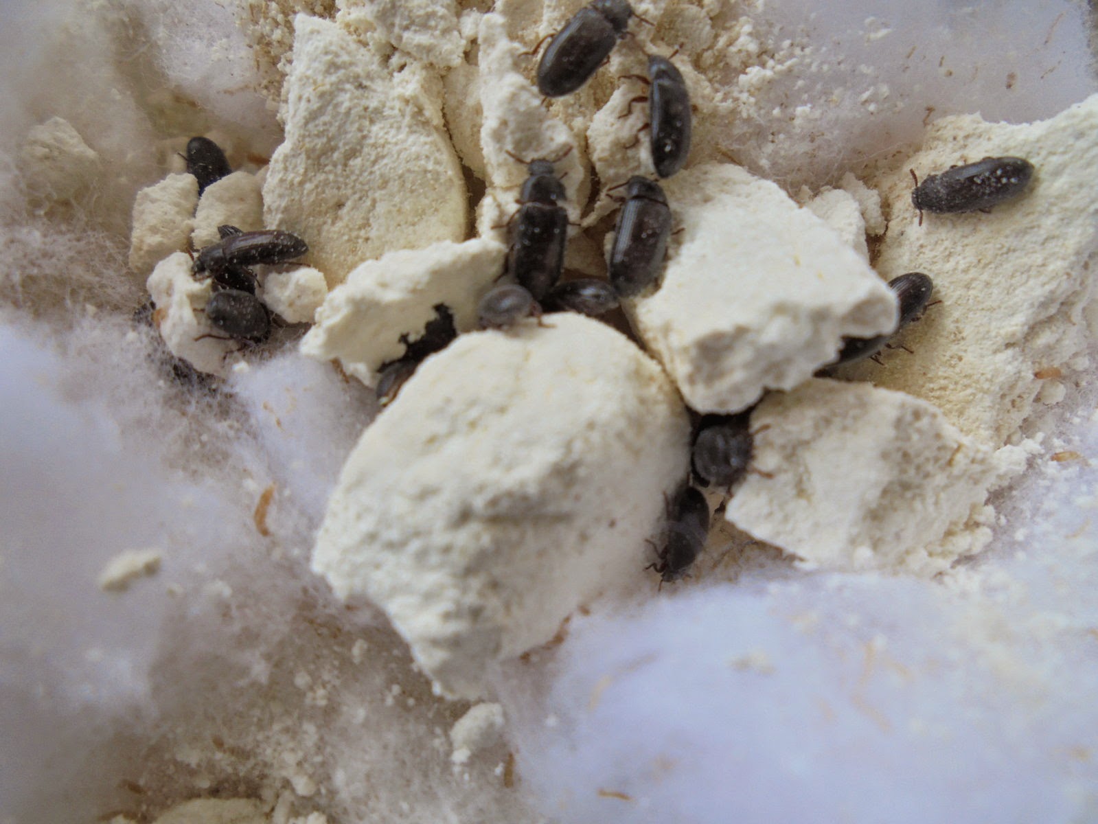 SEMUT JEPANG SEHAT DAN BISNIS: semut jepang lumajang