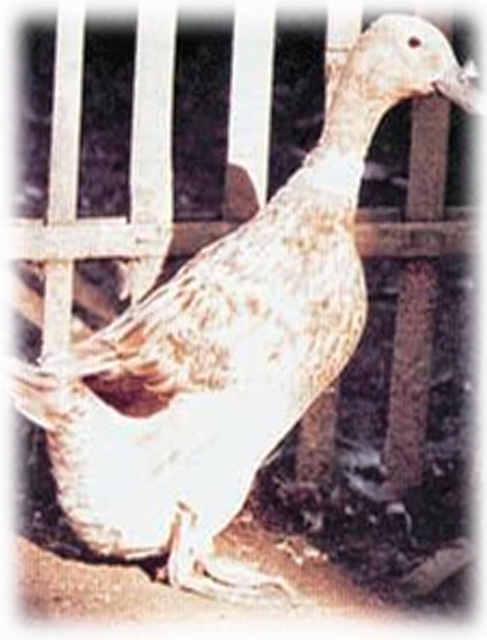 BERITIK BLOG: JENIS ITIK PETELUR MAGELANG