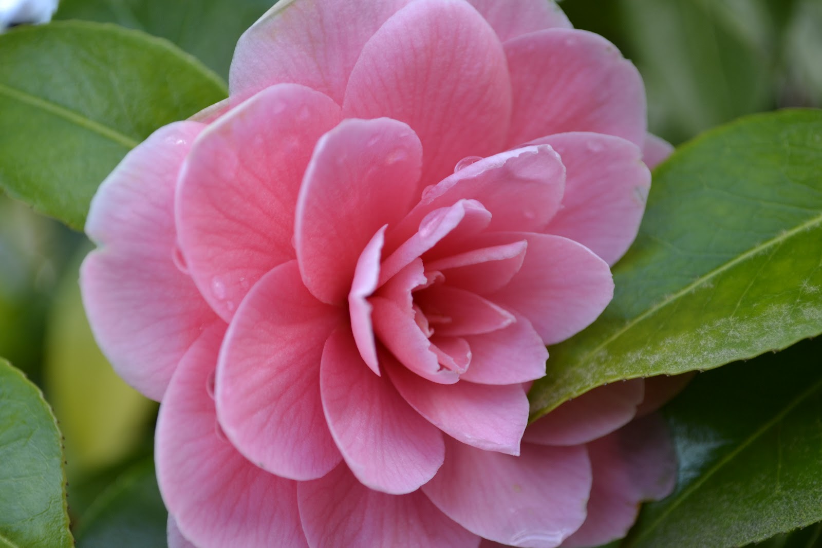 Pink Sparkle Fun: Pink Flowers on an April Day