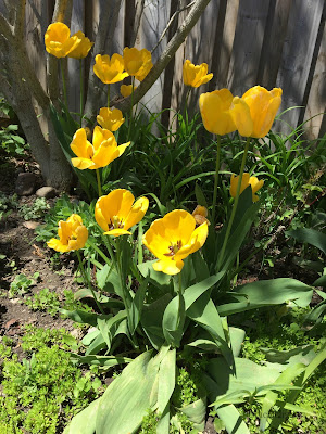 Spring Tulips - Chic Delights