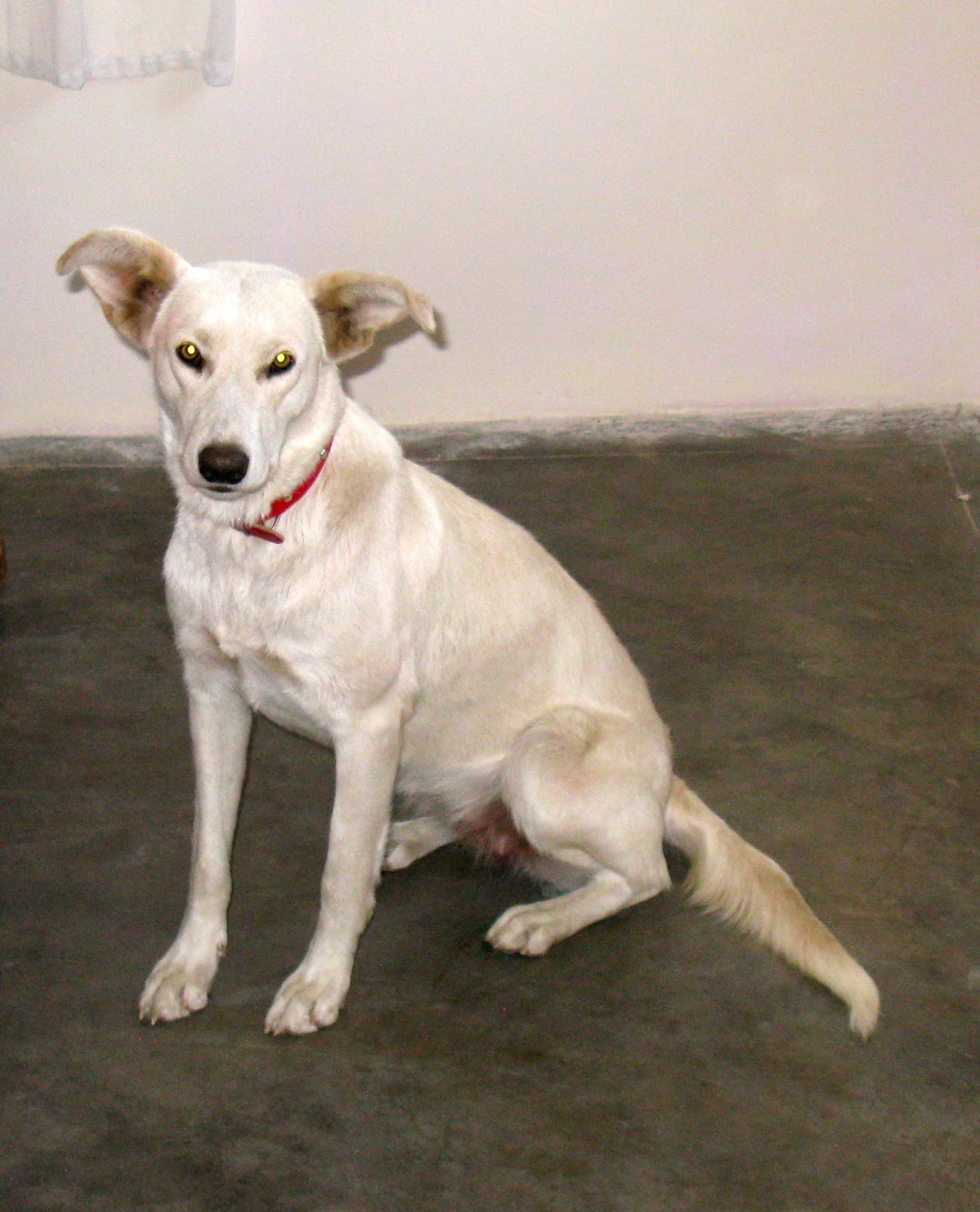 Mari's Journey in Uganda & Zambia, Africa: Life in Kalomo