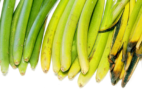 Panduan Teknis Budidaya Tanaman Panili (Vanilla planifolia ...