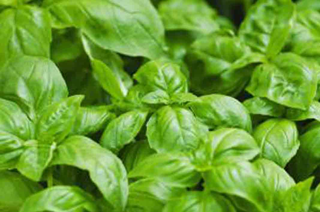 Sssstt Basil Leaves Has Benefits For Sex ~ Itismylifetoo