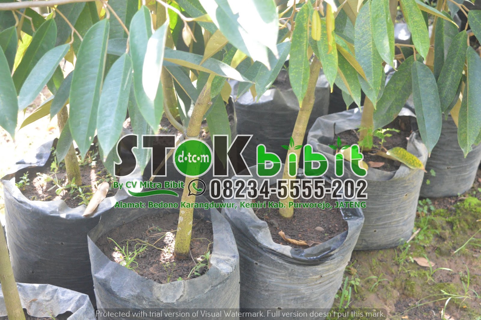 Jabon tanaman jabon putih - bibit mangga alpukat pasuruan