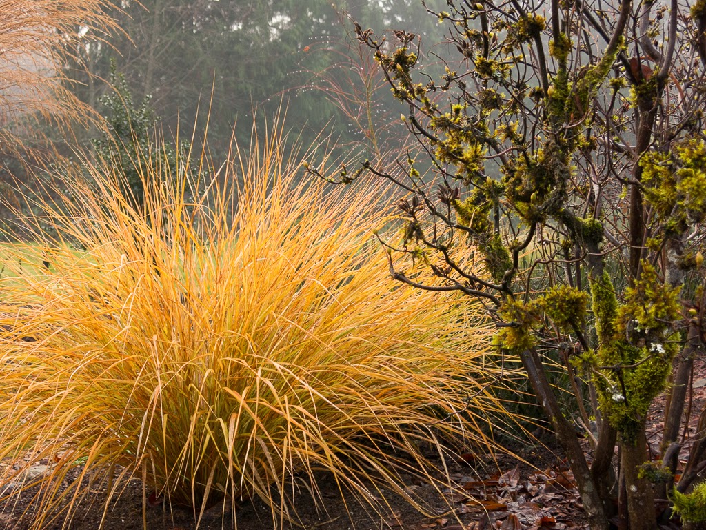 Capim Dourado New Zeland - Stipa arundinacea
