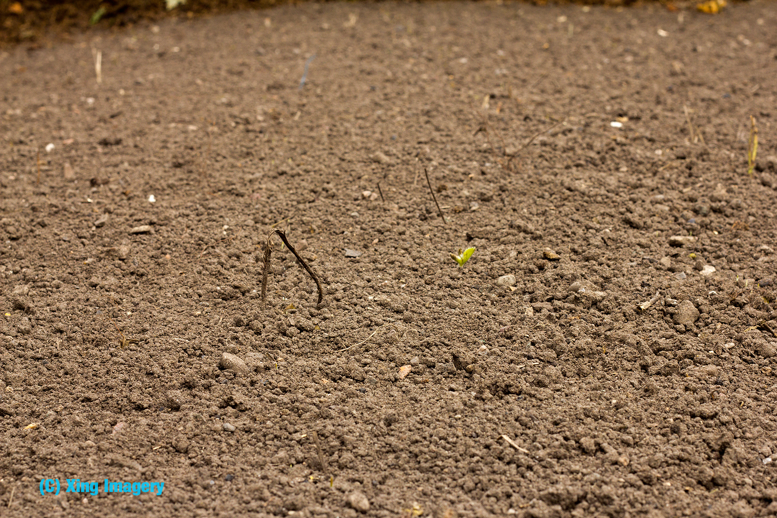 Allotment Garden: Sticking soil particles together.