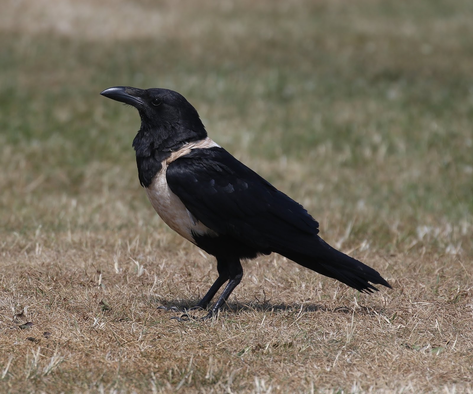 Birding Poole Harbour & Beyond: 6 Jul 18 - Pied Crow: An Unlikely Vagrant?
