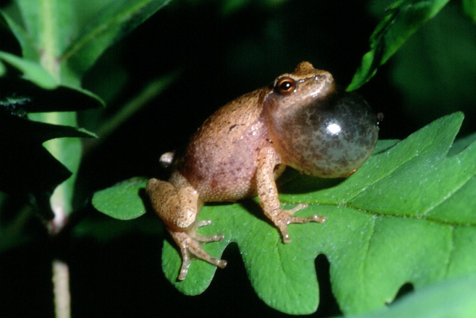 Spring Peeper