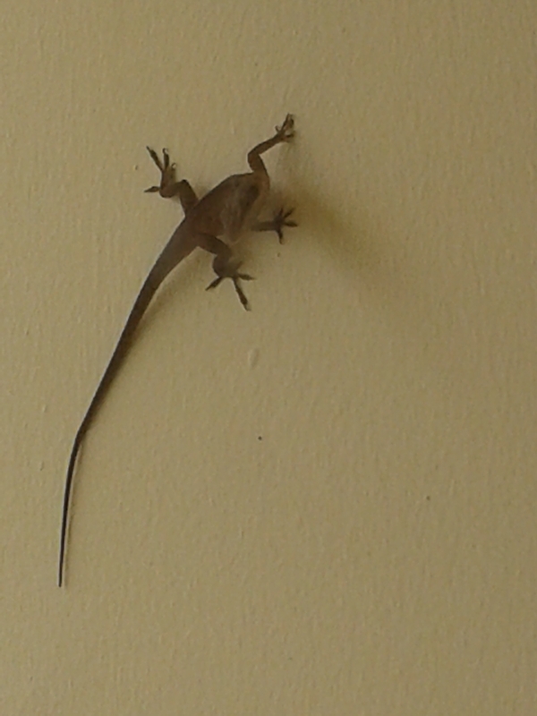 Erin's Guam Adventure