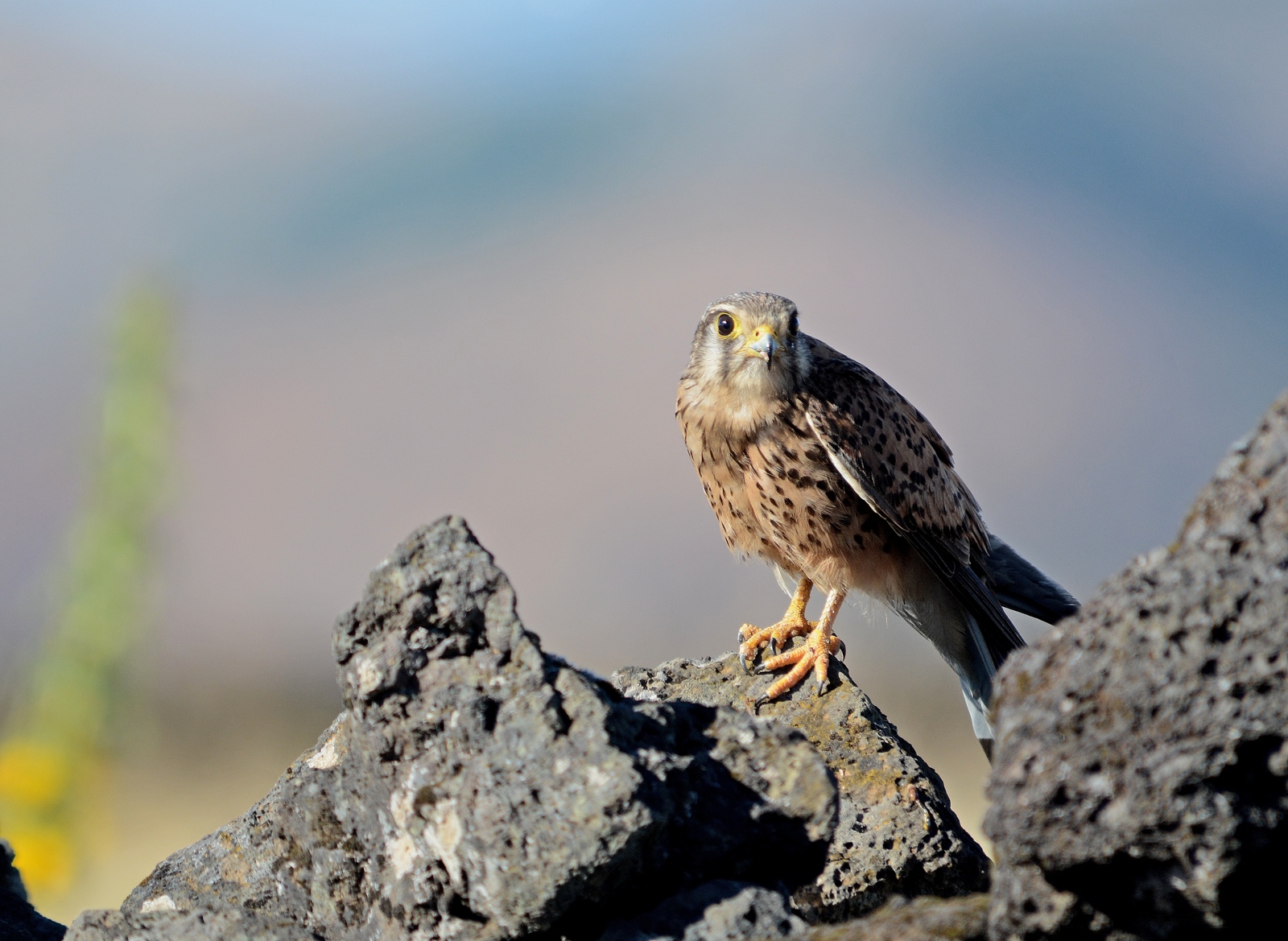 Birding Canarias: Cigarrones y aves en la meseta de Nizdafe.