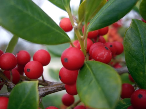 Florida Landscape Design Blog by Connie Helena: Florida Holly is Not So ...