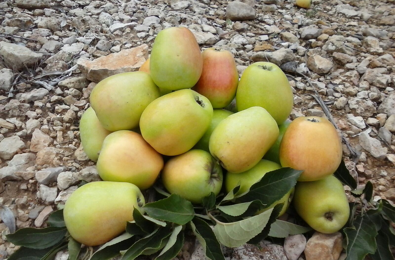 bubuabdet: ¡EL PERELLO! EL GRAN DESCONOCIDO