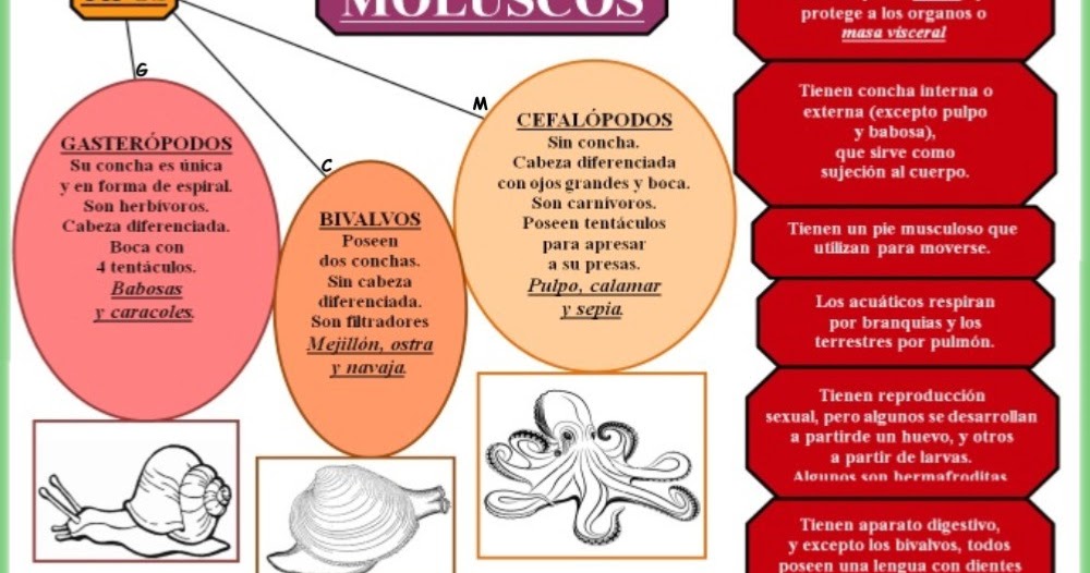 Esquemas Galledor: Los Moluscos