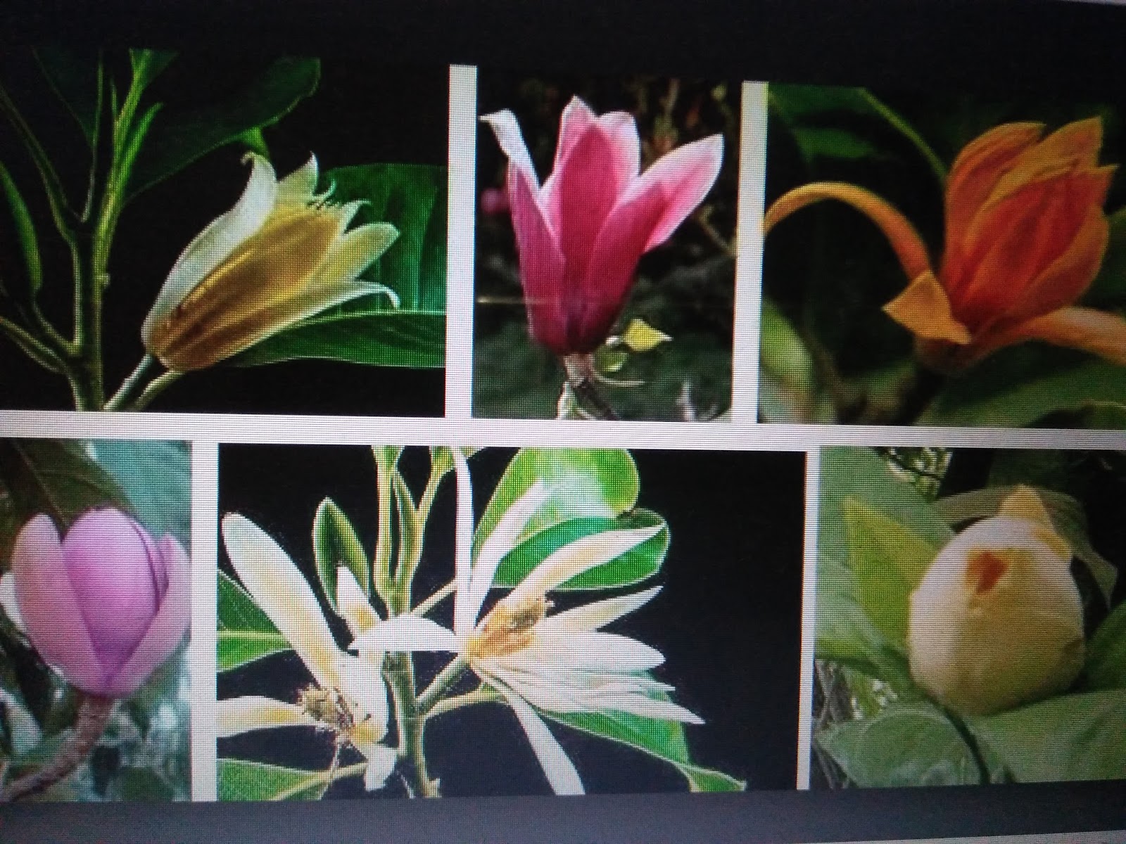 Fuziah Sulaiman blog: Jom kenali Flora BUNGA CEMPAKA di Laman ...