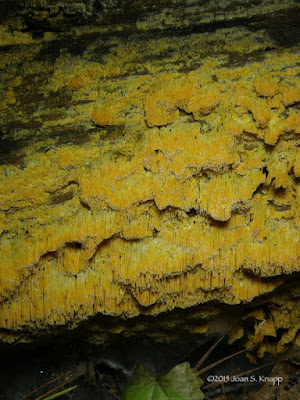 Anybody Seen My Focus?: Orange Sponge Polypore (Pycnoporellus alboluteus)?