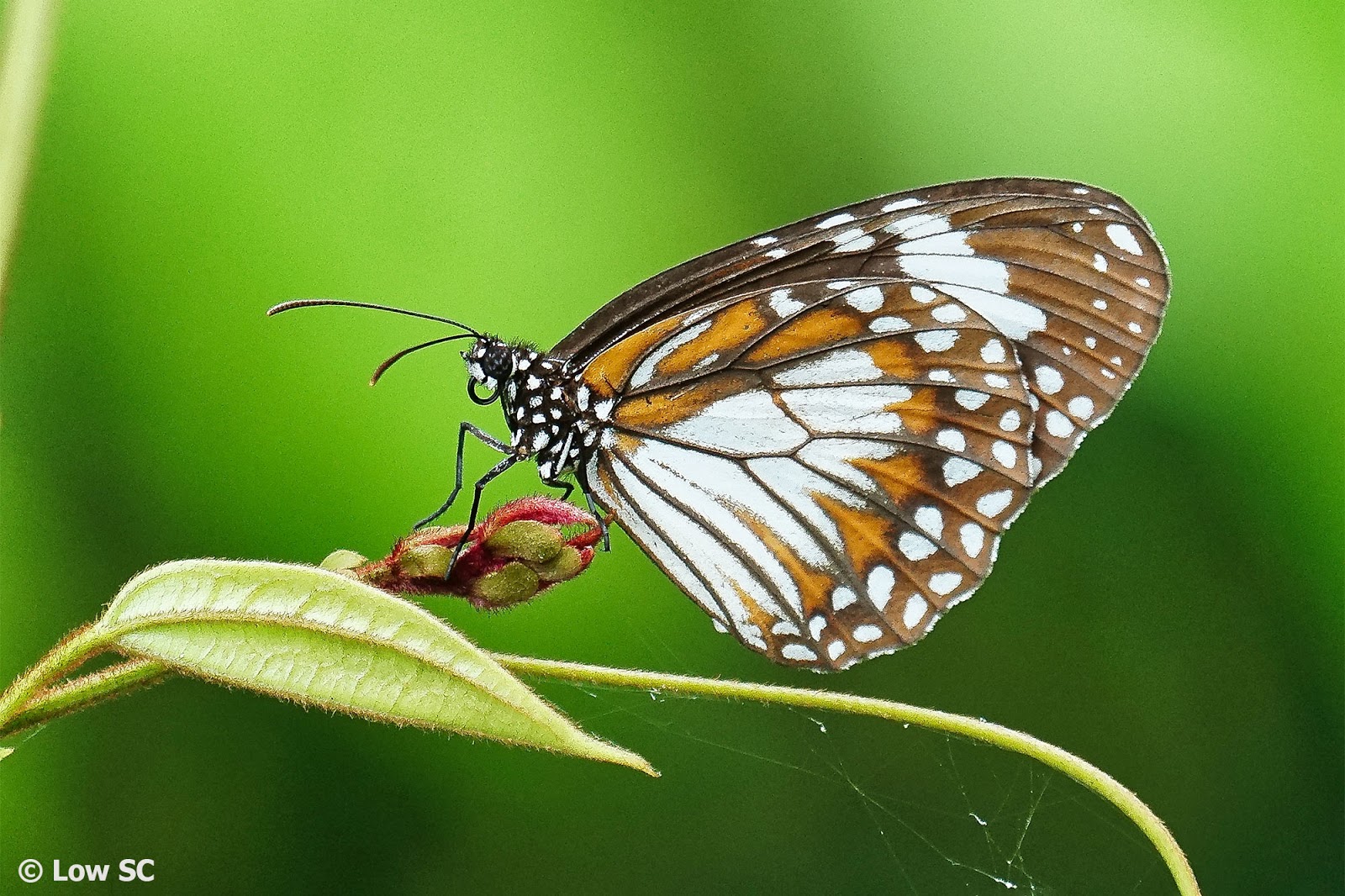 Butterflies of Singapore: A New Discovery for 2020!