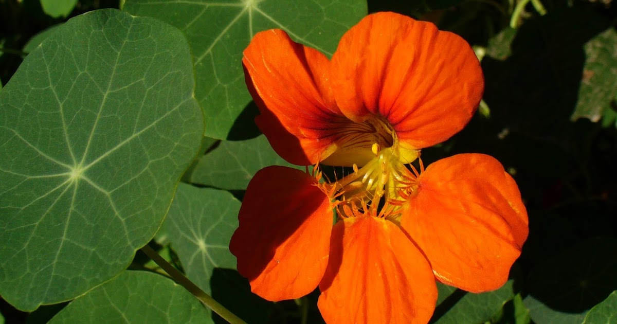 Las Gallinas de Carlos.: Plantas beneficiosas para nuestros animales