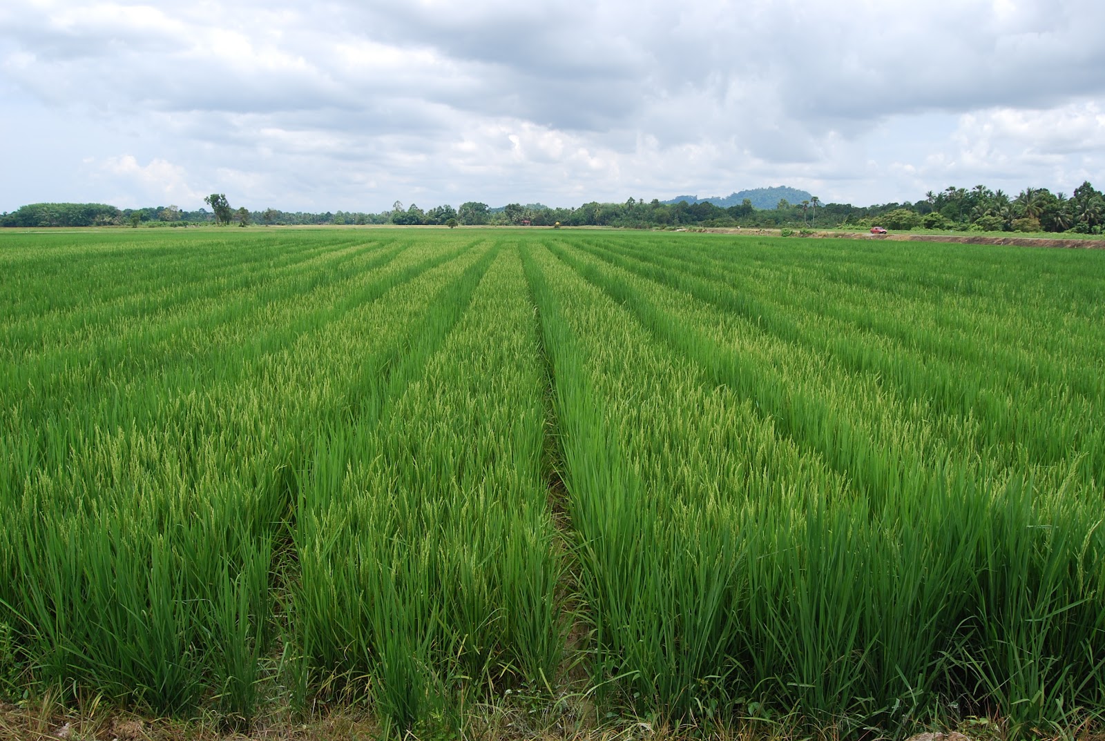 Rahsia Tanaman : Padi (Oryza sativa)