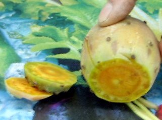 In Season Israel: Sabras, Tzabar צבר - Cactus, Fruit and People