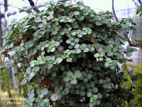 Plantas y flores: Pileas