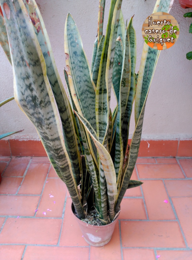 Las abuelas un mundo de sabiduria: Propiedades y beneficios de la ...