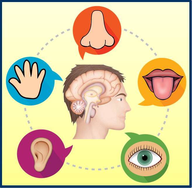 Estructuras Receptoras ~ Biopsicosalud
