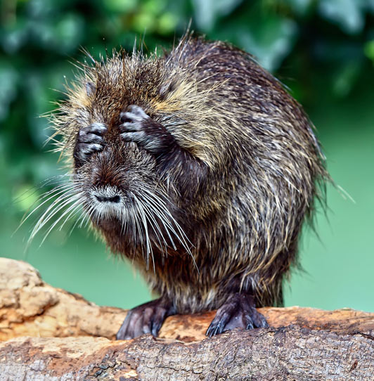 TRIESTE PATOCA: IL CASTORINO SCOVAZZINO DI RIO OSPO!