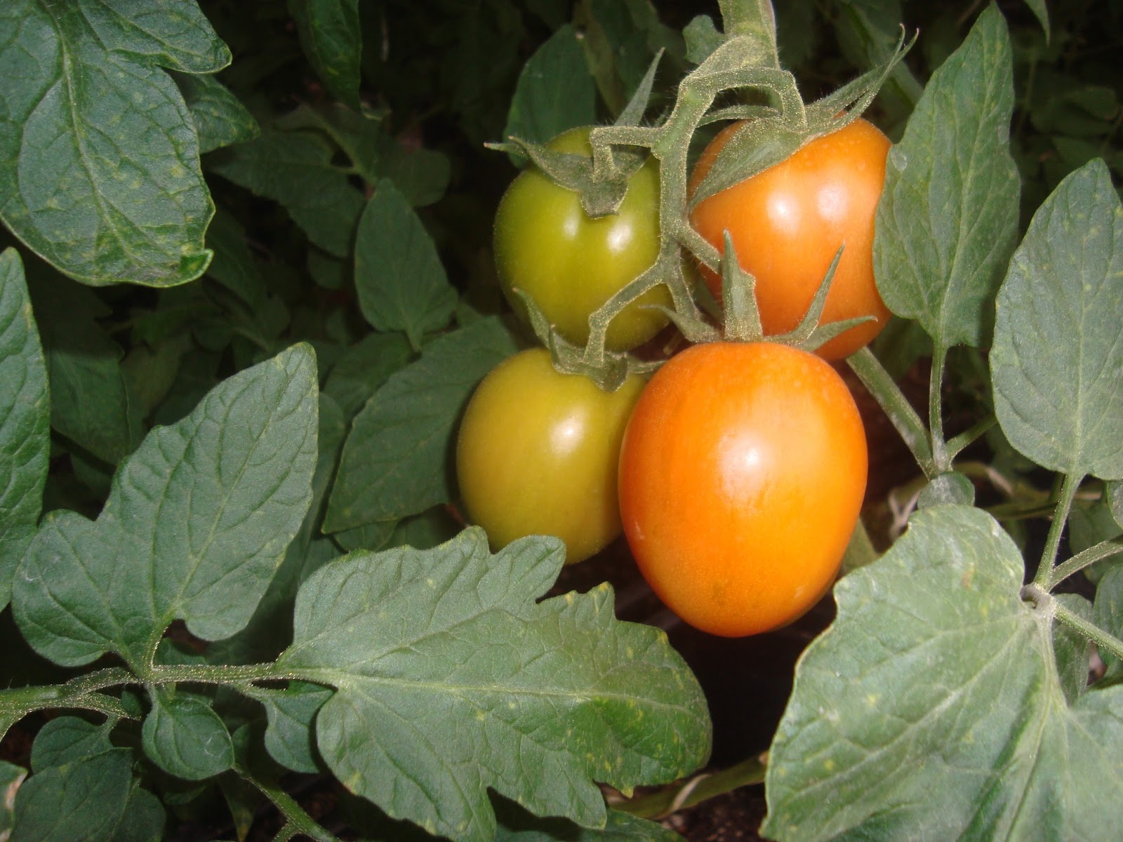 CULTIVOS HIDROPONICOS EN INVERNADEROS