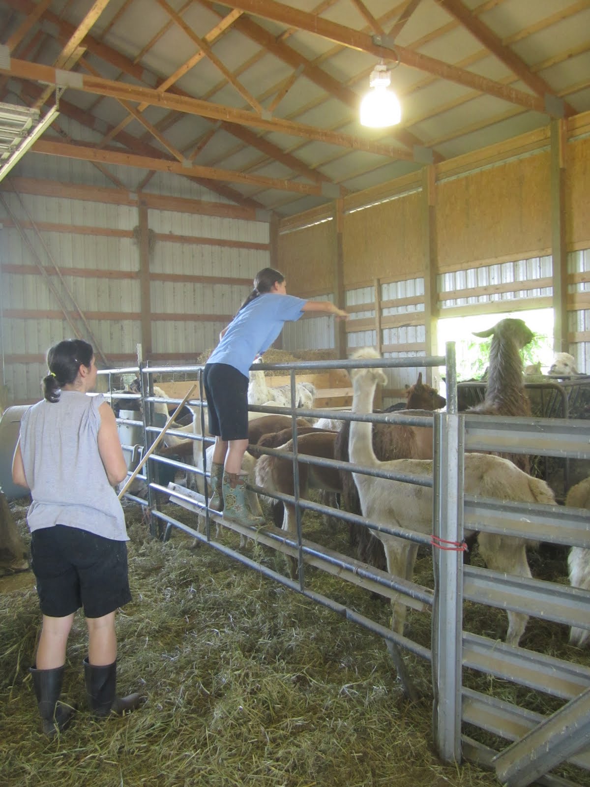 Llamas of Wier World: The smell of fresh-cut hay