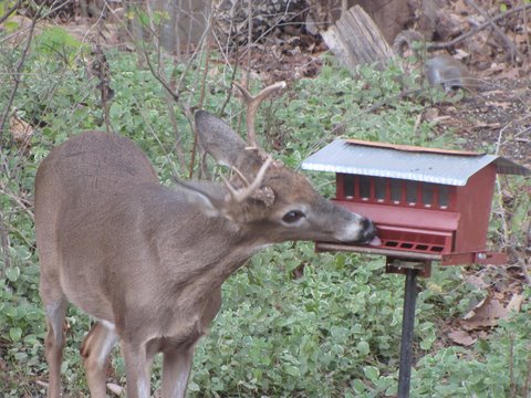Blog of an Ancient Gardener: Deer Country: Deer of a Feather…