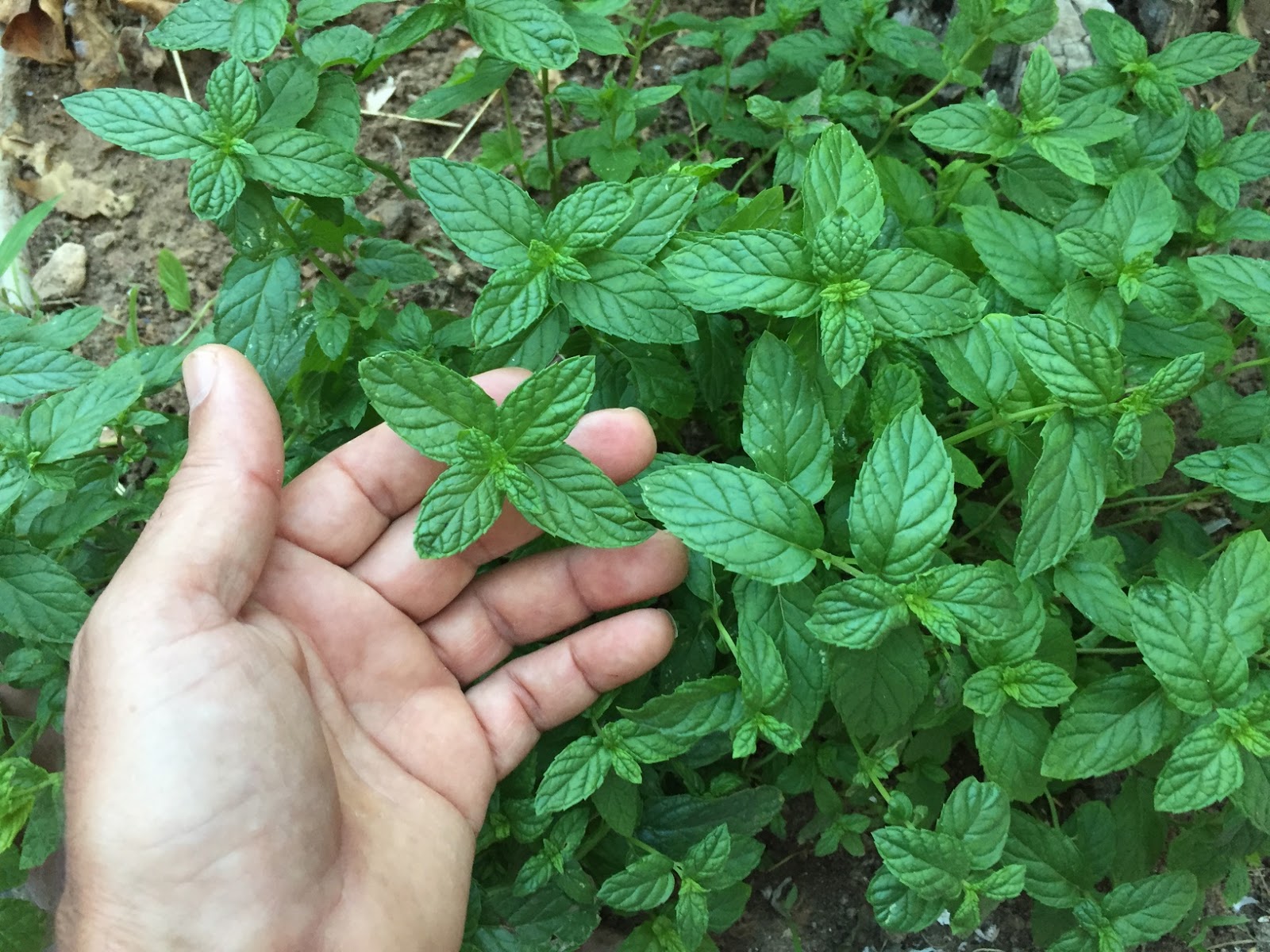 How To Grow Mint