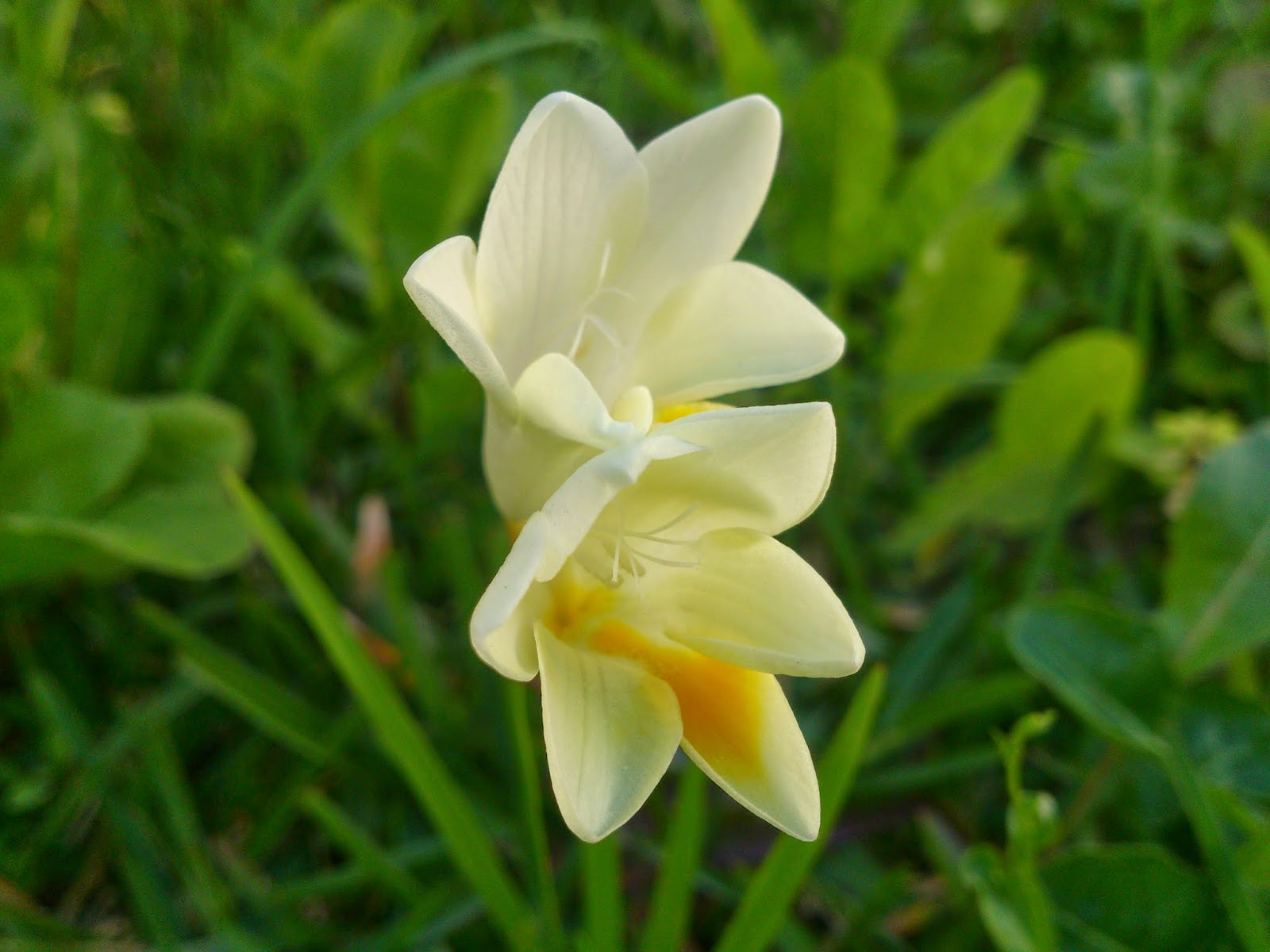 NATURAL - GADES: Gladiolo silvestre o Fresilla (Freesia refracta)