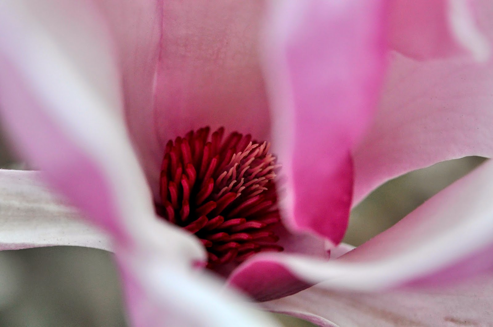 ORIGAMI MAMI: Magnificent Magnolias in bloom!
