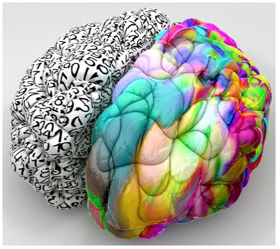 Knowledge Class: The Split-Brain Discovery and the Left-Brain vs. Right ...