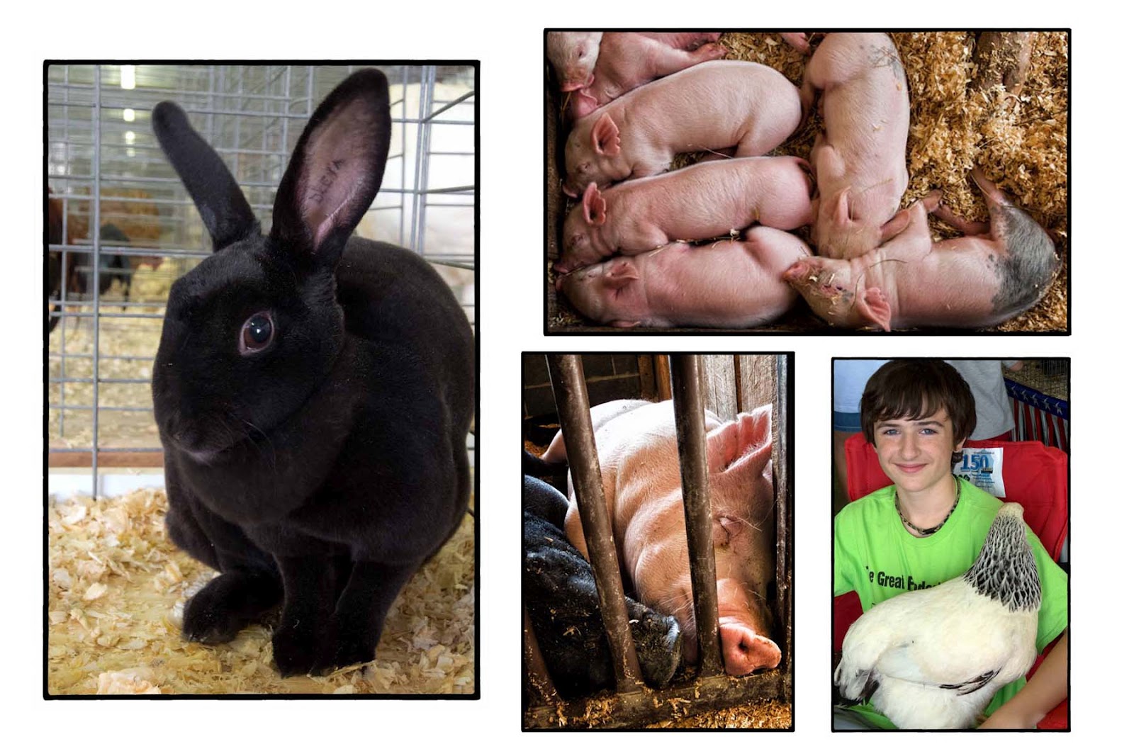 My Daily Photo Walk: Day 15 - The Great Frederick Fair