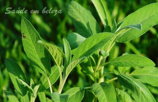 Beneficios da sálvia - Saúde em beleza