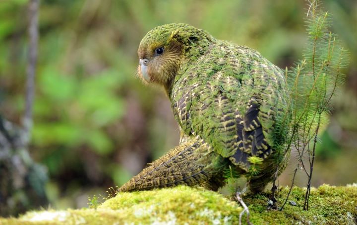 Kakapo | The Life of Animals