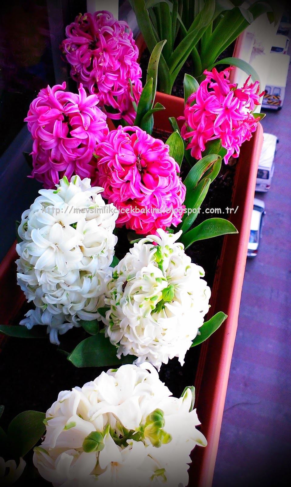 SÜMBÜL (Hyacinthus) BAKIMI | Çiçek Bakımı, Çiçek Çeşitleri, Çiçek ...