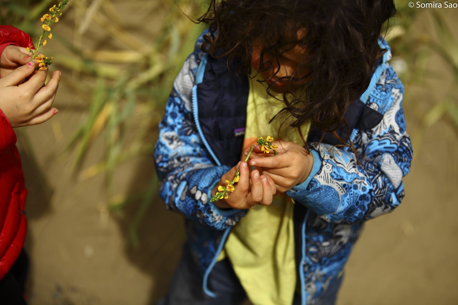 Anasazi Racing: paramela / adesmia boronioides