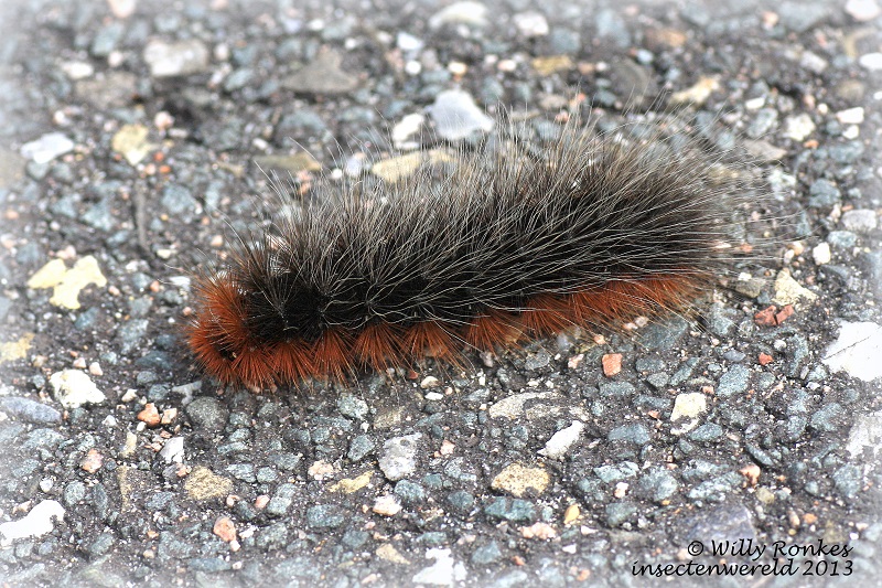 INSECTENWERELD: Duininsecten