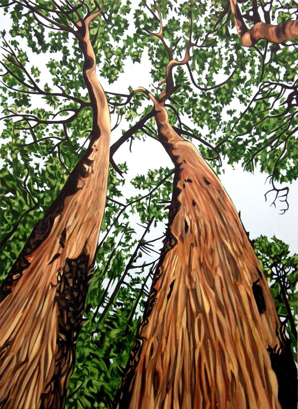 Vancouver Island Big Trees: Big Tree Art: Taralee Guild