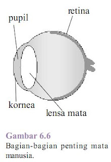 Cara Kerja Optik: Mata dan Kaca Mata - Sains Pedia