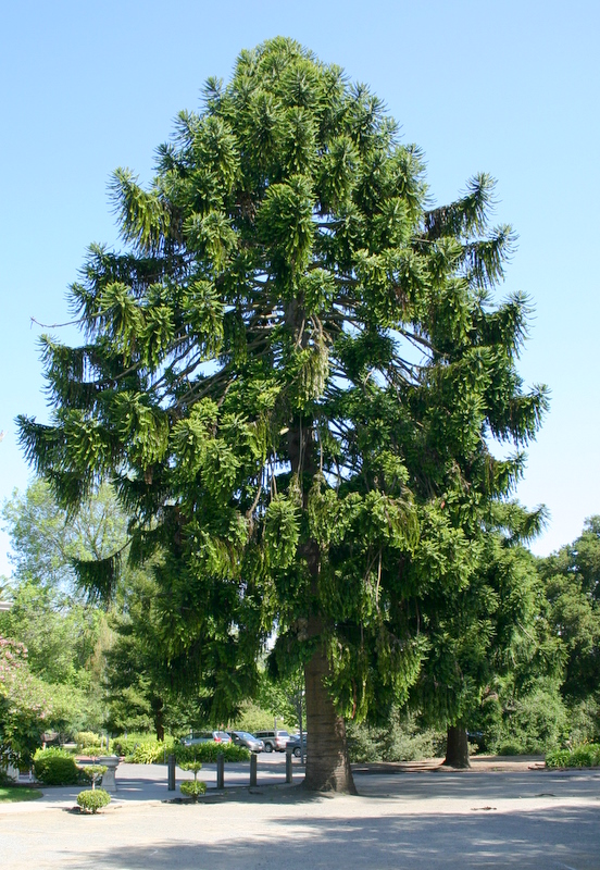 bunya bunya - meddic