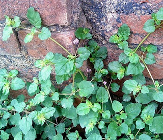 thazhuthama-t-tha-(Boerhavia diffusa,tar vine,red spiderling) - KERALA ...