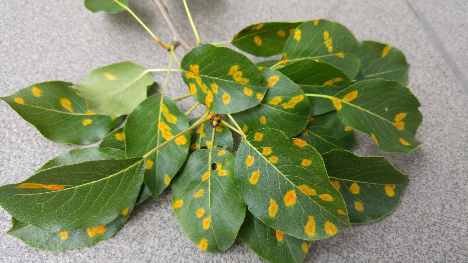 OAZA ZIELENI: Rdza gruszy - zwalczanie