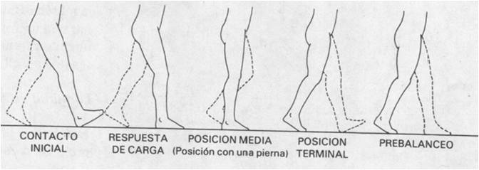 Dynamic Analysis of human walking: Biomecánica de la Marcha