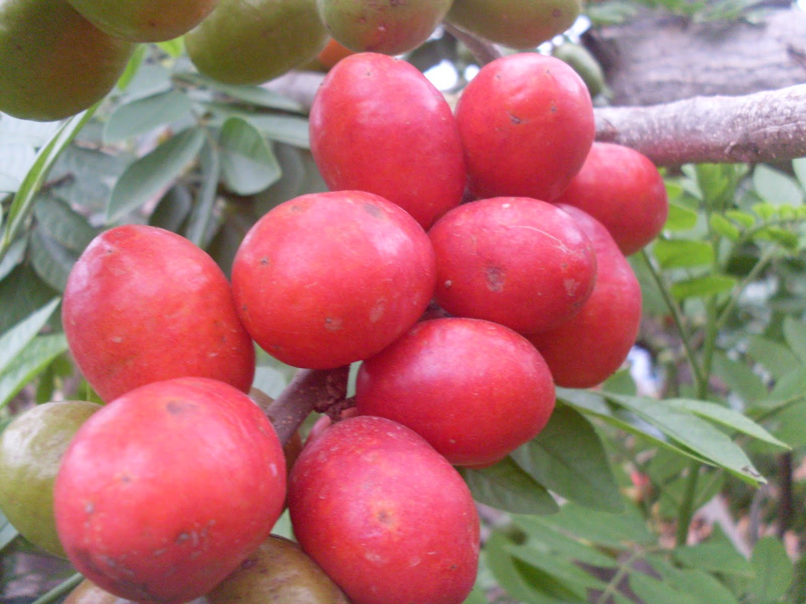 Ciriguela - Spondias purpurea